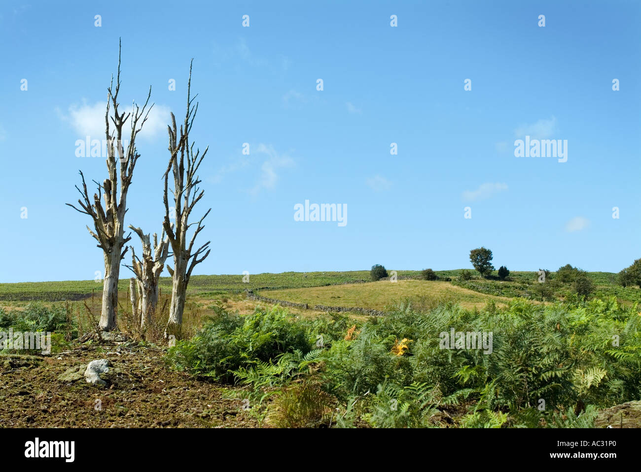 Dead Trees in Field of ferns Stock Photo - Alamy