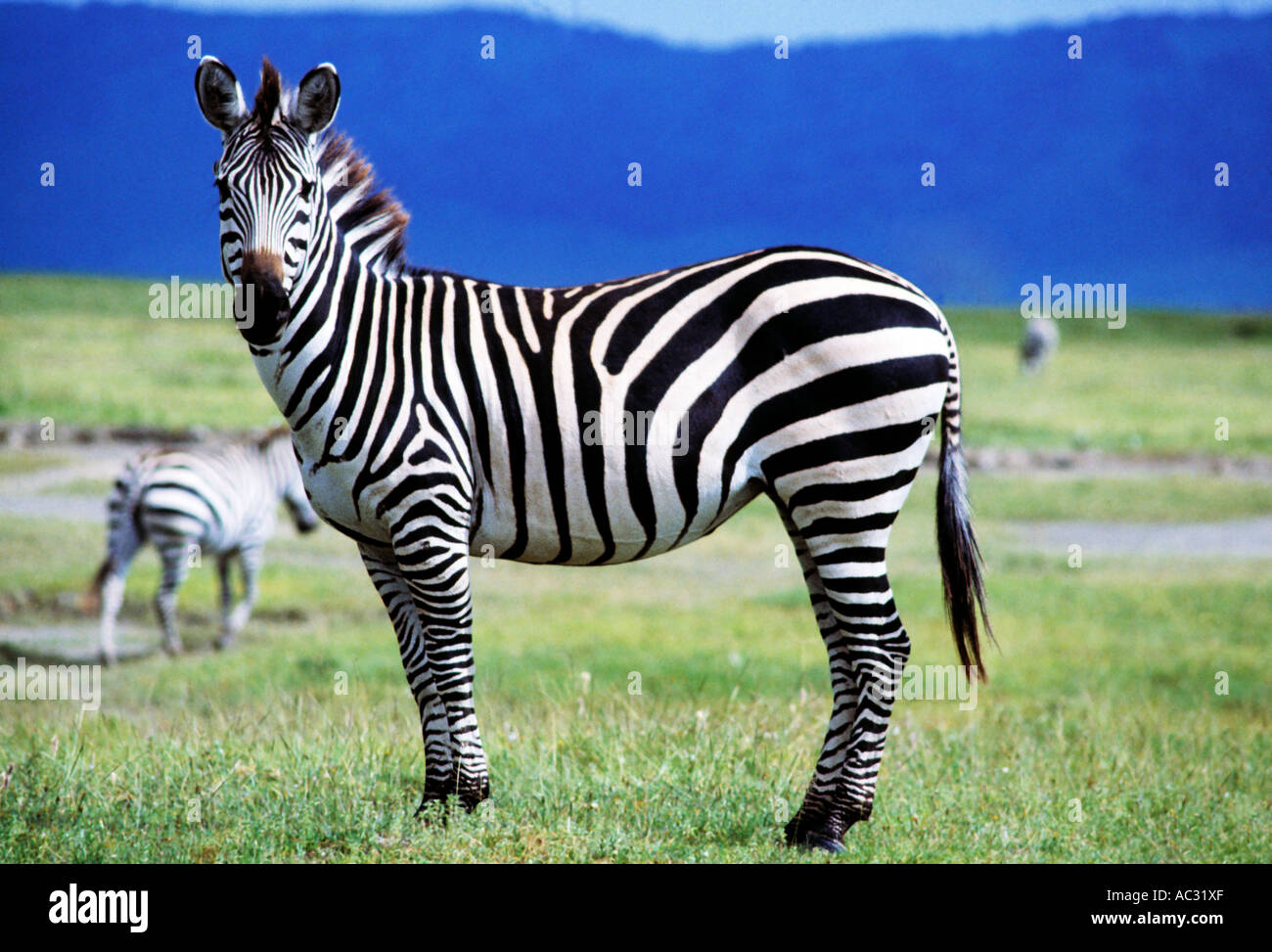 black and white striped zebra looking straight at camera Stock Photo ...