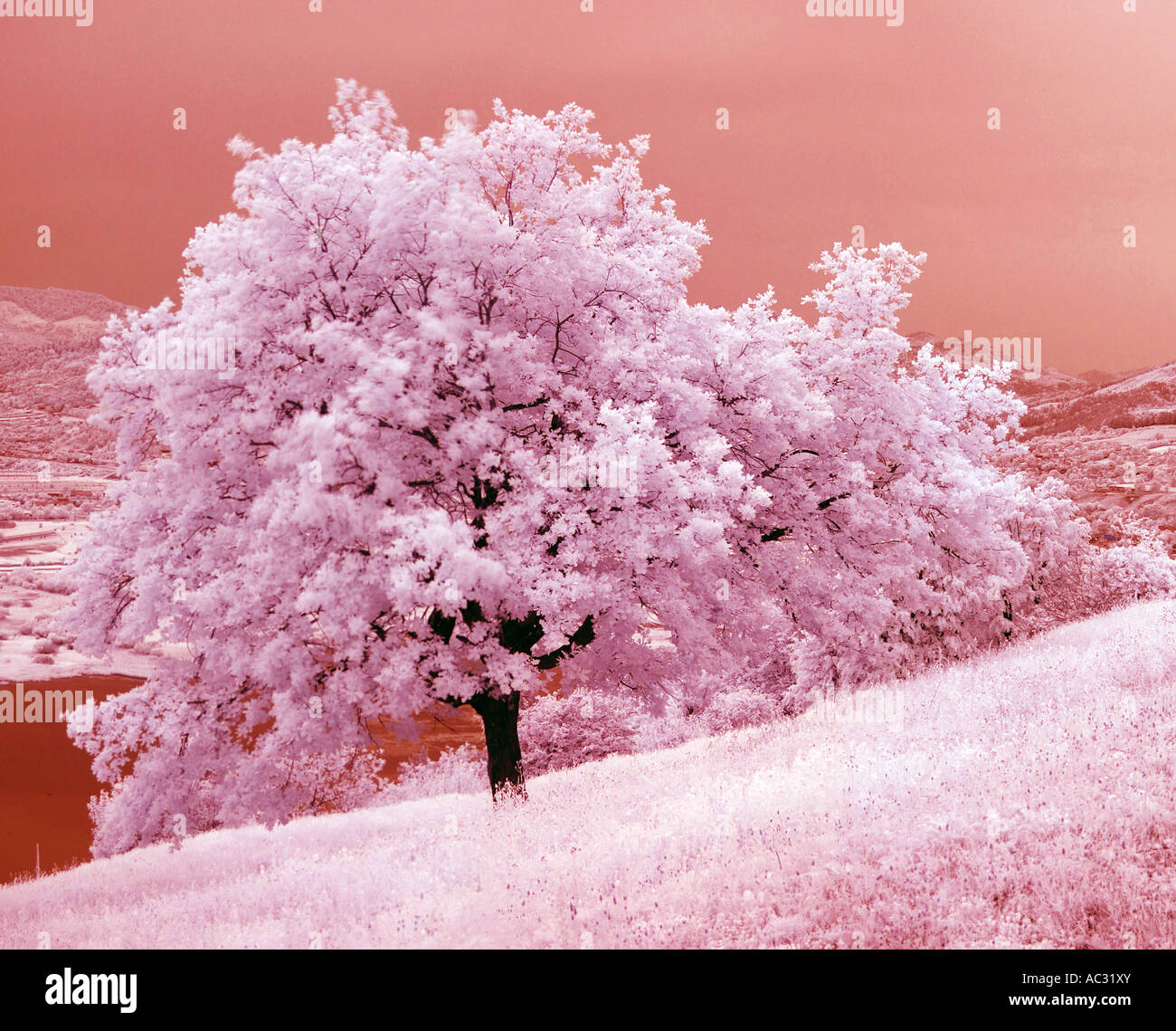 Environment infrared landscape in temperate area depicting pollution ...