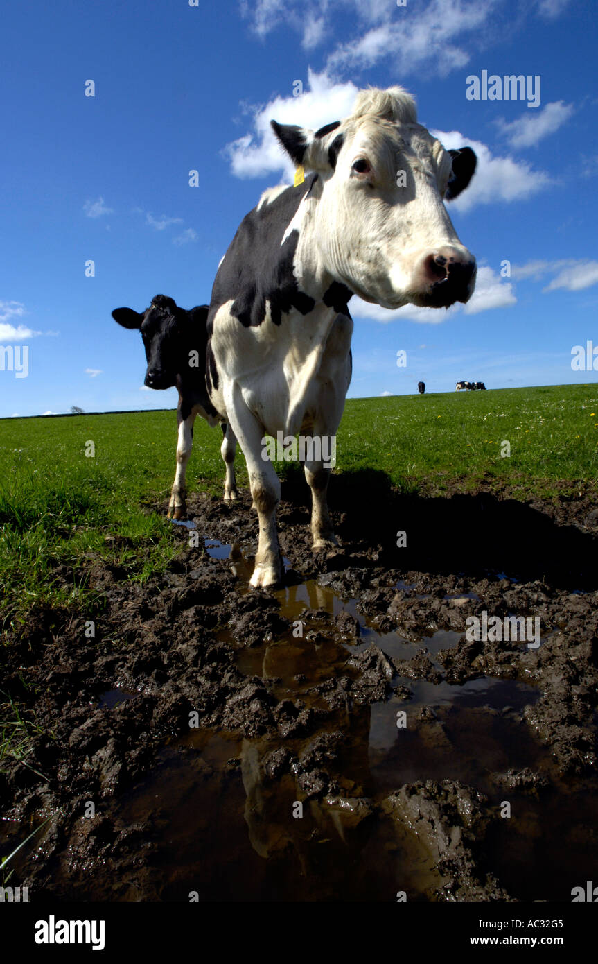 Holstein friesan hi-res stock photography and images - Alamy