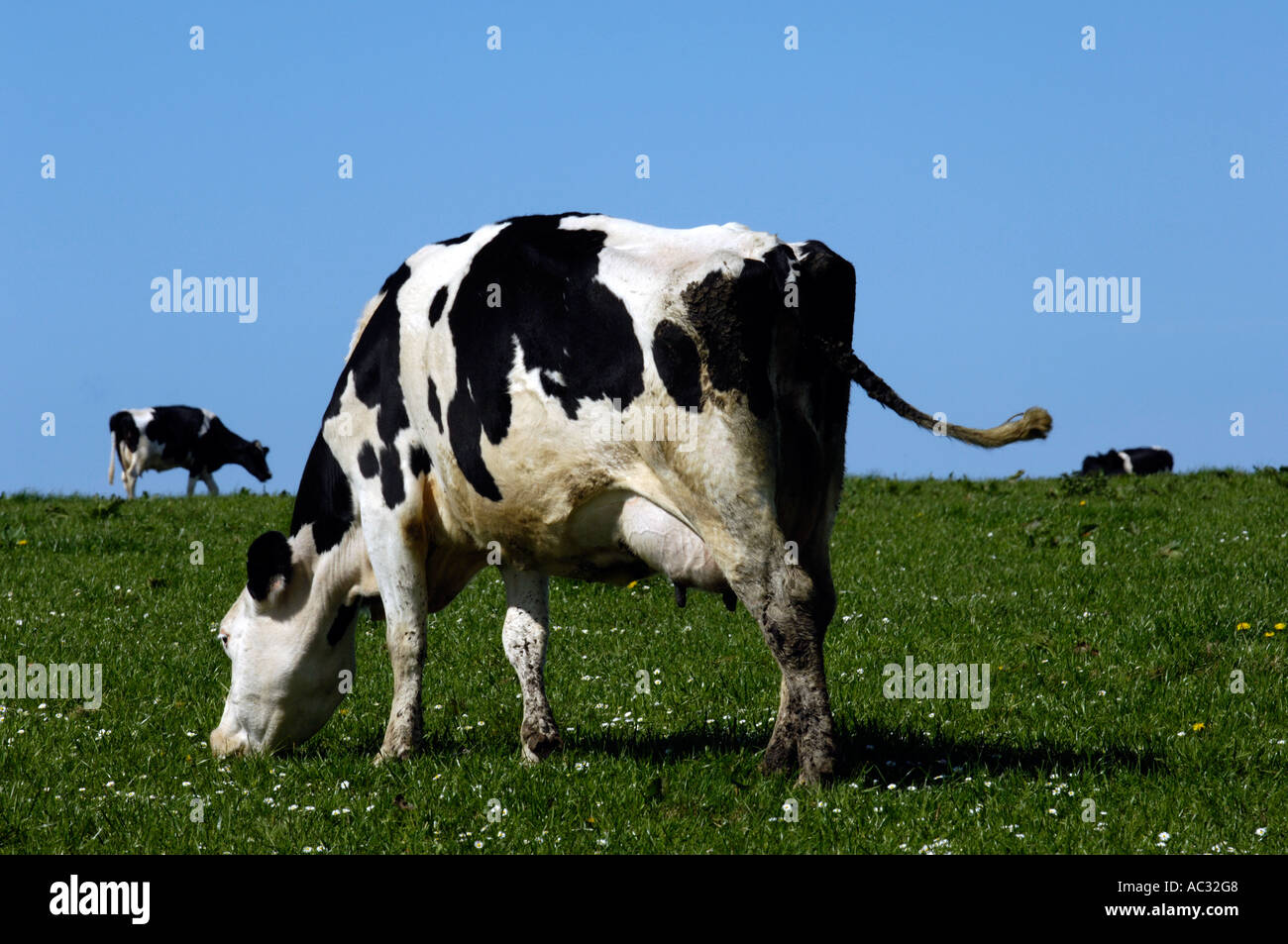 British dairy cows hi-res stock photography and images - Alamy