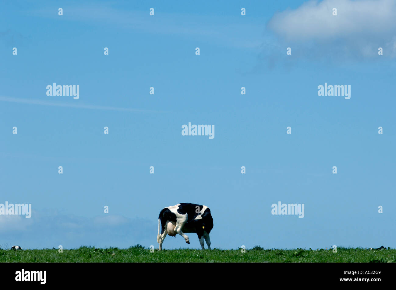 Headless cow hi-res stock photography and images - Alamy