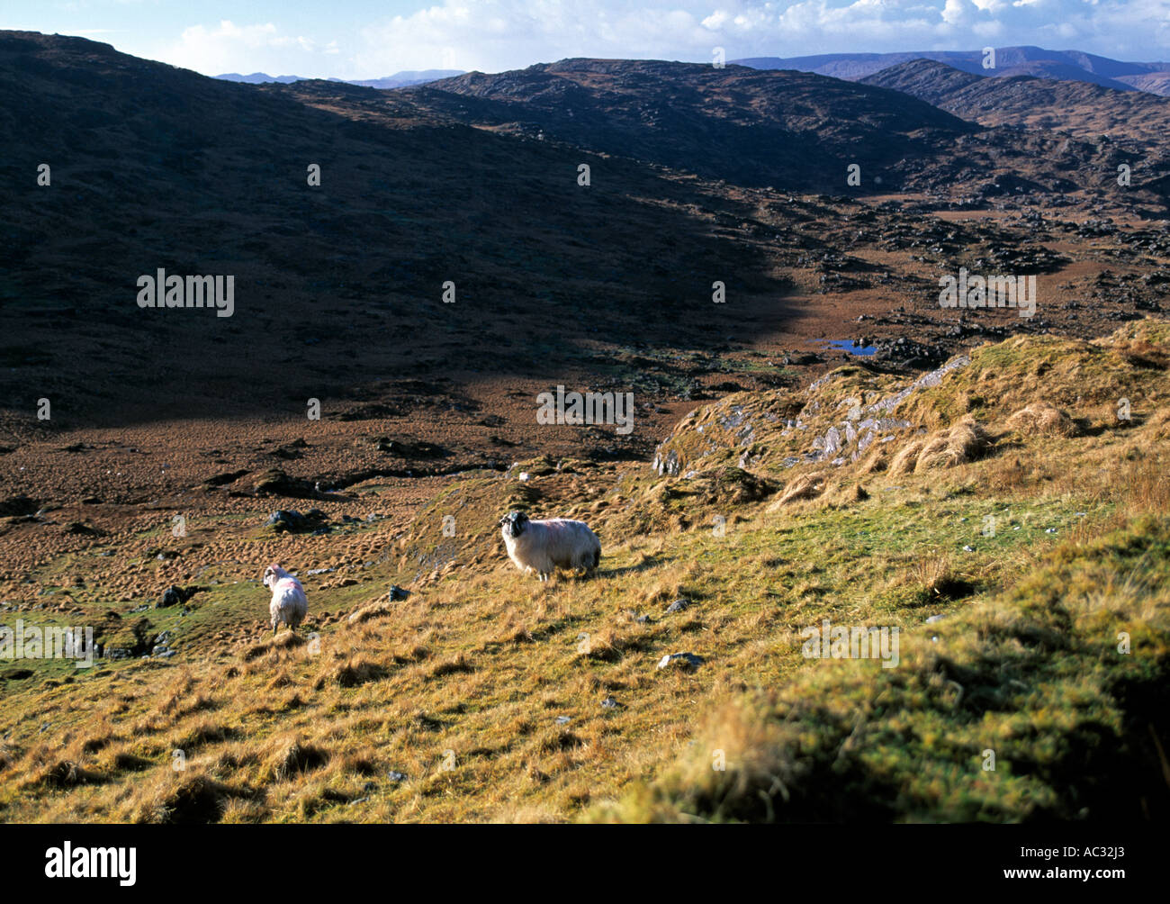ireland, county cork, beara peninsula, caha mountains, beauty in nature ...