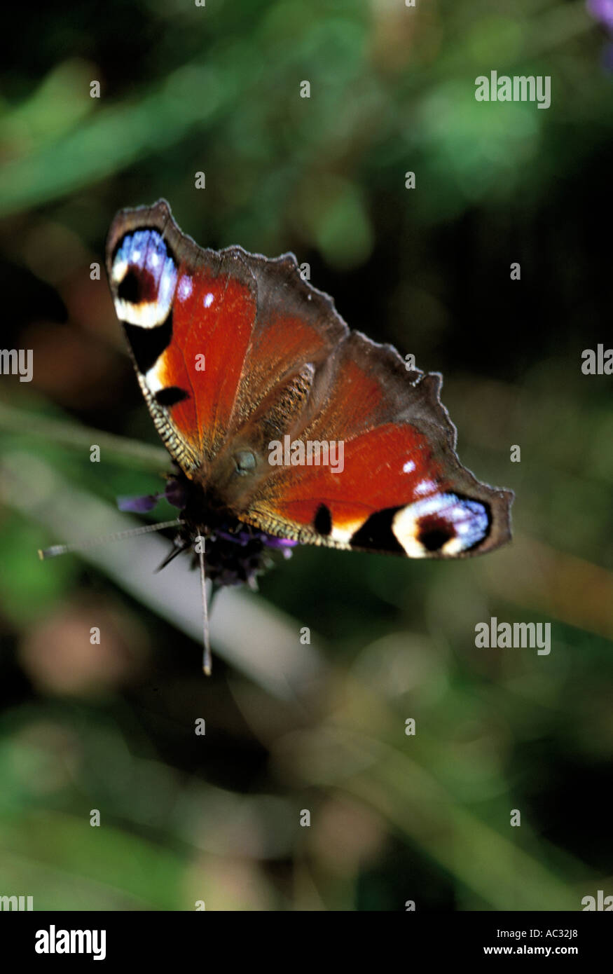 insect with outstretched wings resting on a plant, beauty in nature ...