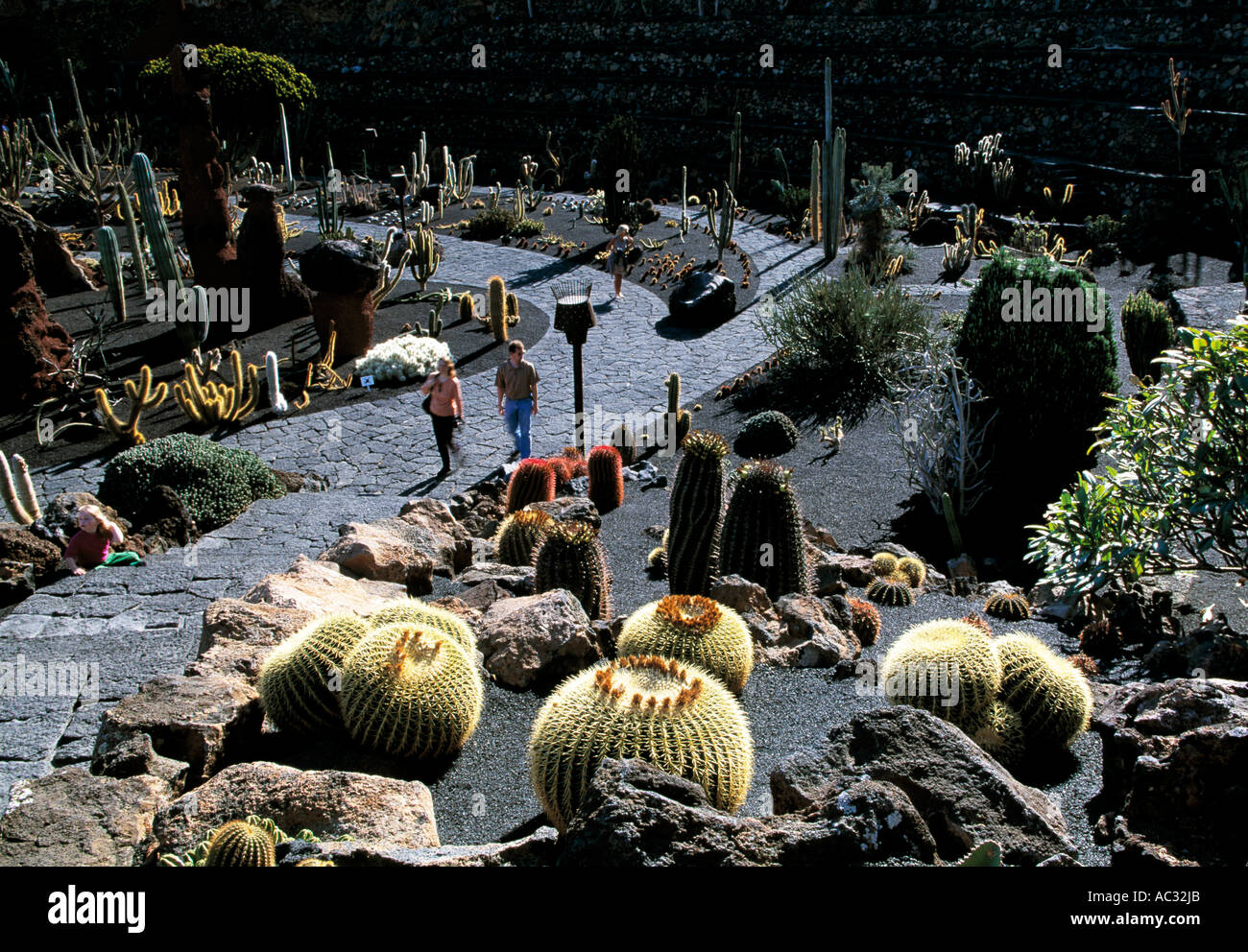 lanzarote, canary islands, large cactus collection of spiny plants on ...
