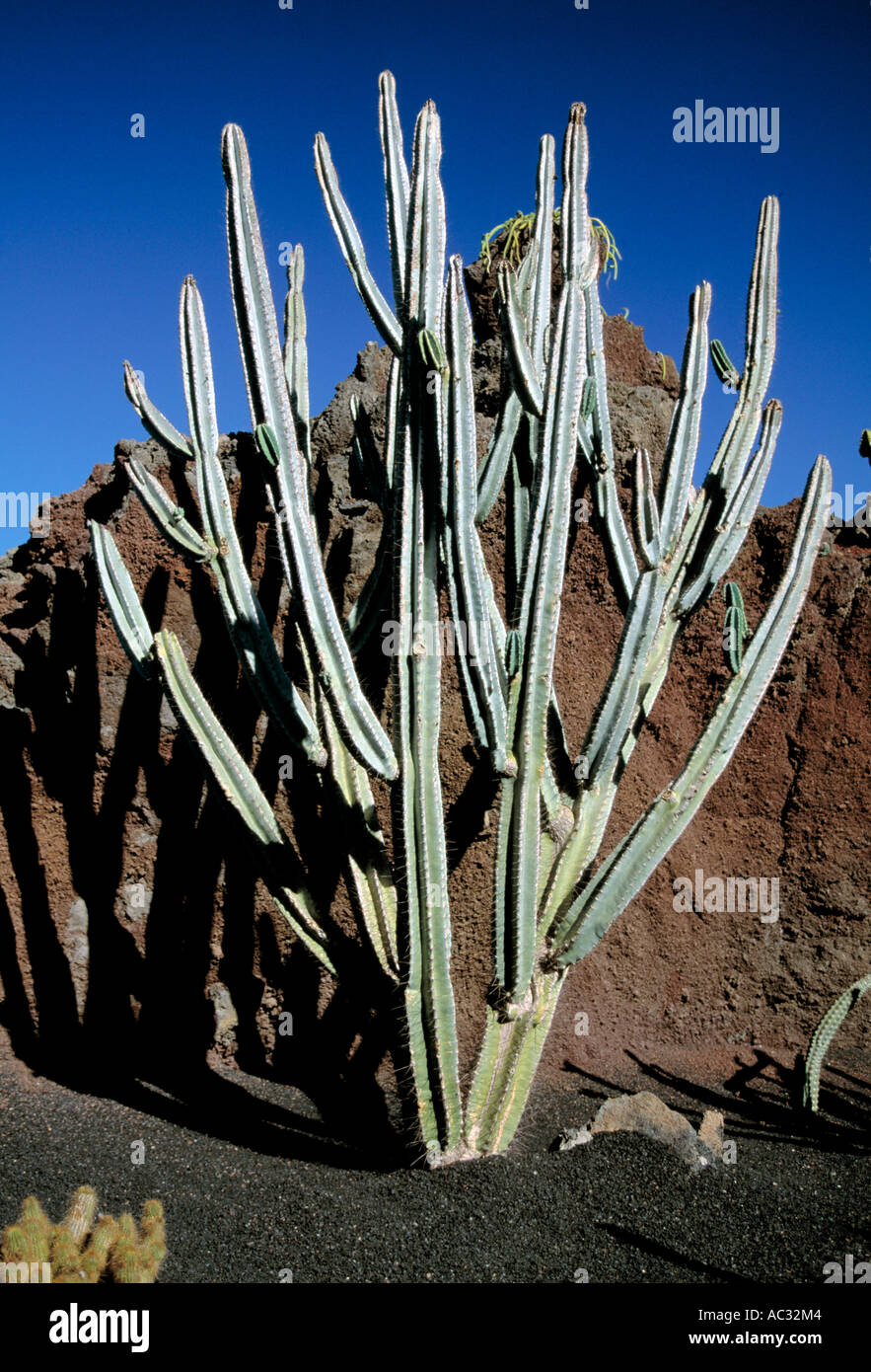 llanzarote, canary islands, arge spiny cactus plant growing on the ...