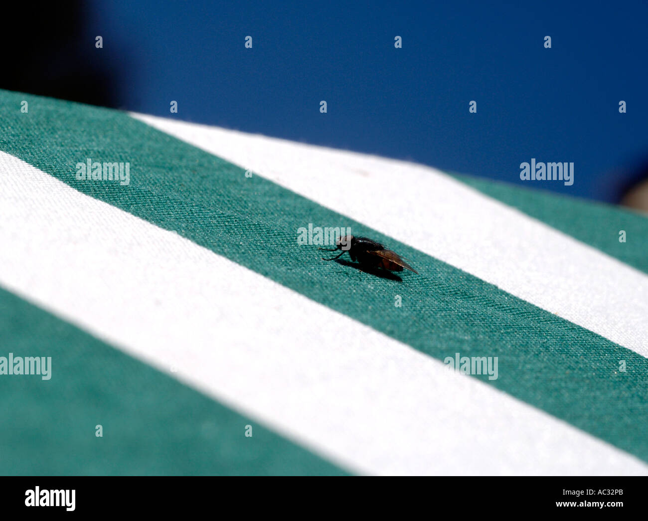 On a winged chair hi-res stock photography and images - Alamy