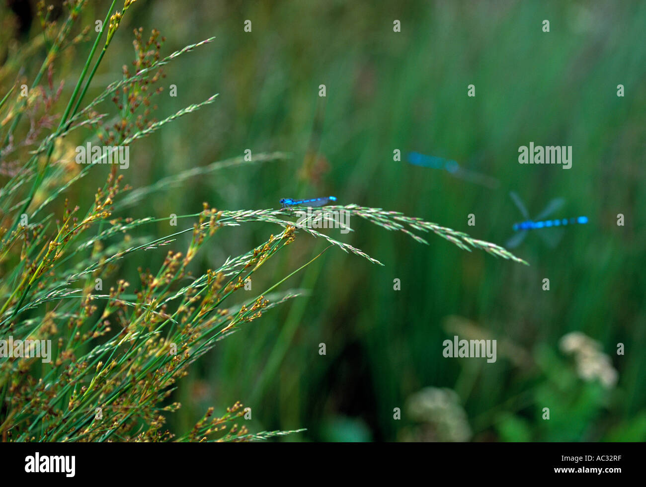 colorful flying insect in breeding season in the irelands landscape ...