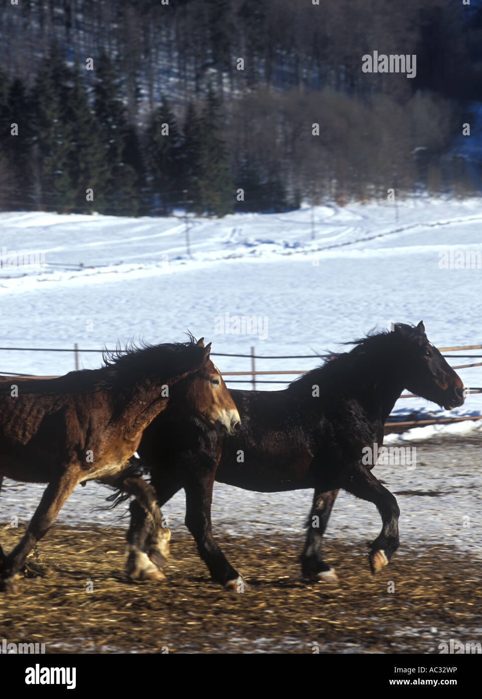 Mammals of slovakia hi-res stock photography and images - Alamy