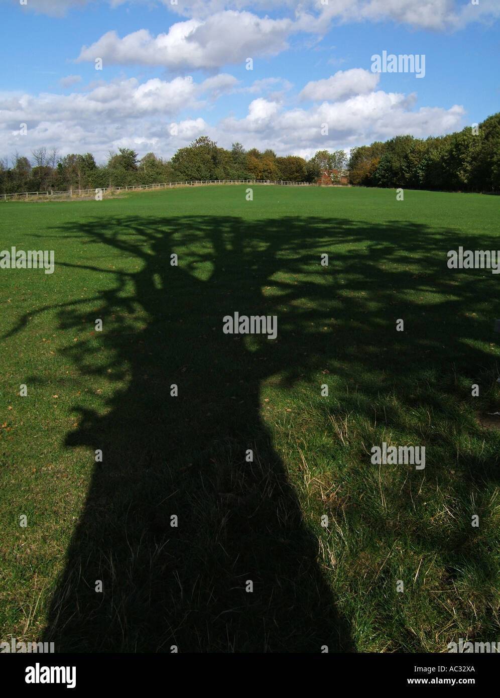 Oak tree shadow, Epsom, Surrey, England Stock Photo - Alamy