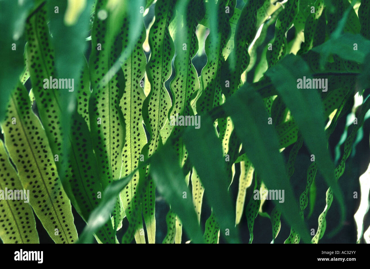 Cabbage fern hi-res stock photography and images - Alamy