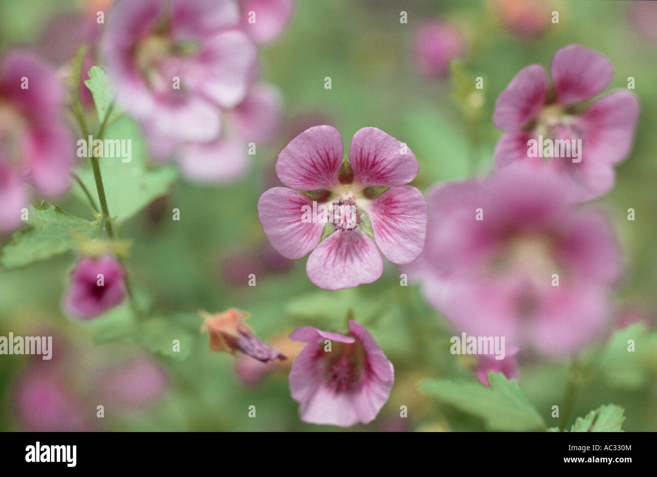 Cape Mallow (Anisodontea capensis, Malvastrum capensis, Anisodontia ...