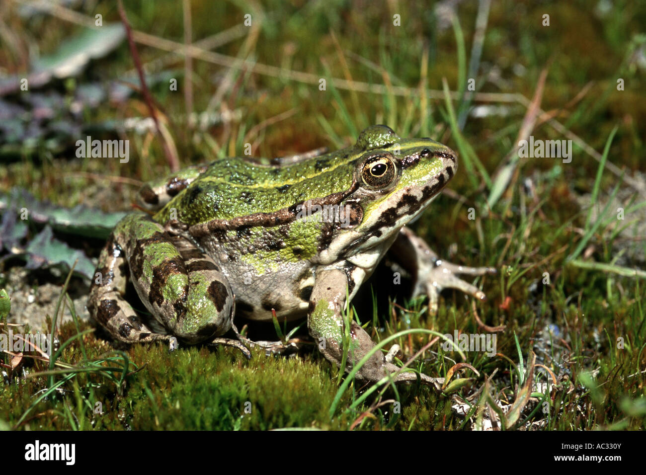 marsh frog, lake frog (Rana ridibunda), sitting, Iran, Teheran, Laar ...