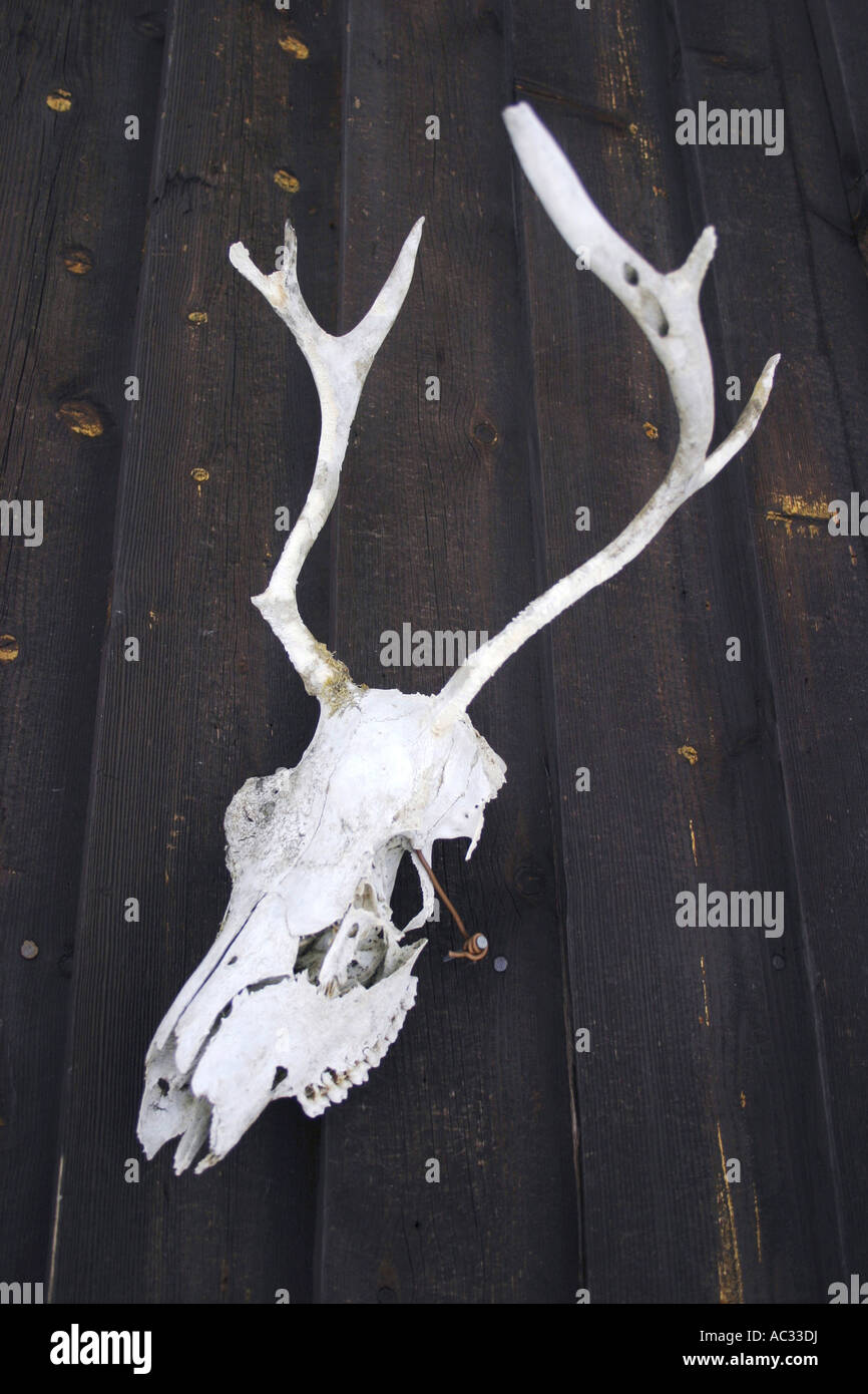 skull of a reindeer, Finland, Lapland Stock Photo - Alamy