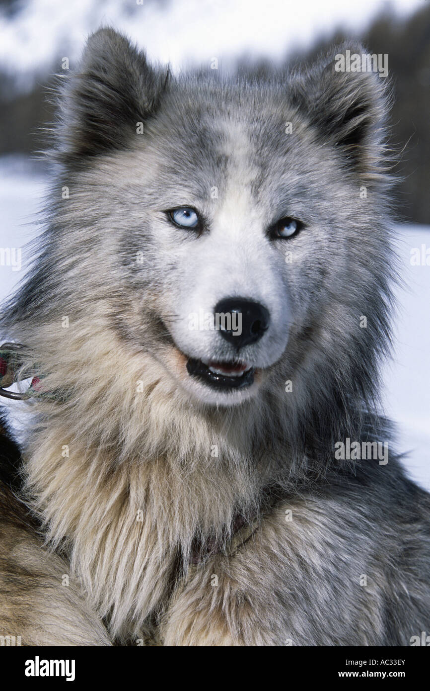 Siberian husky (Canis lupus f. familiaris), portrait Stock Photo - Alamy