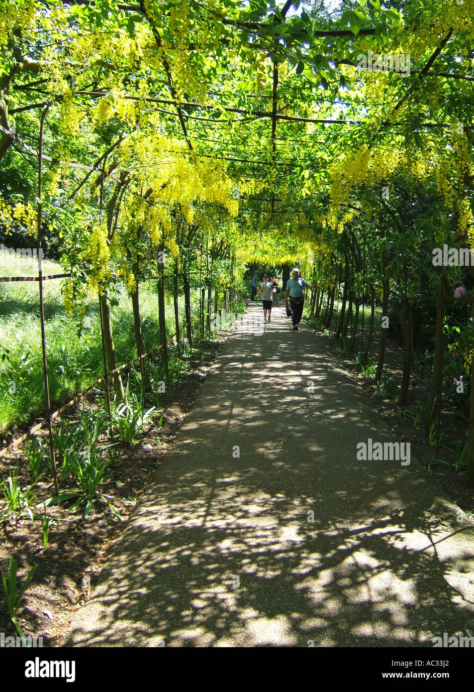 Laburnum arch, Richmond Park, SW London, England Stock Photo - Alamy