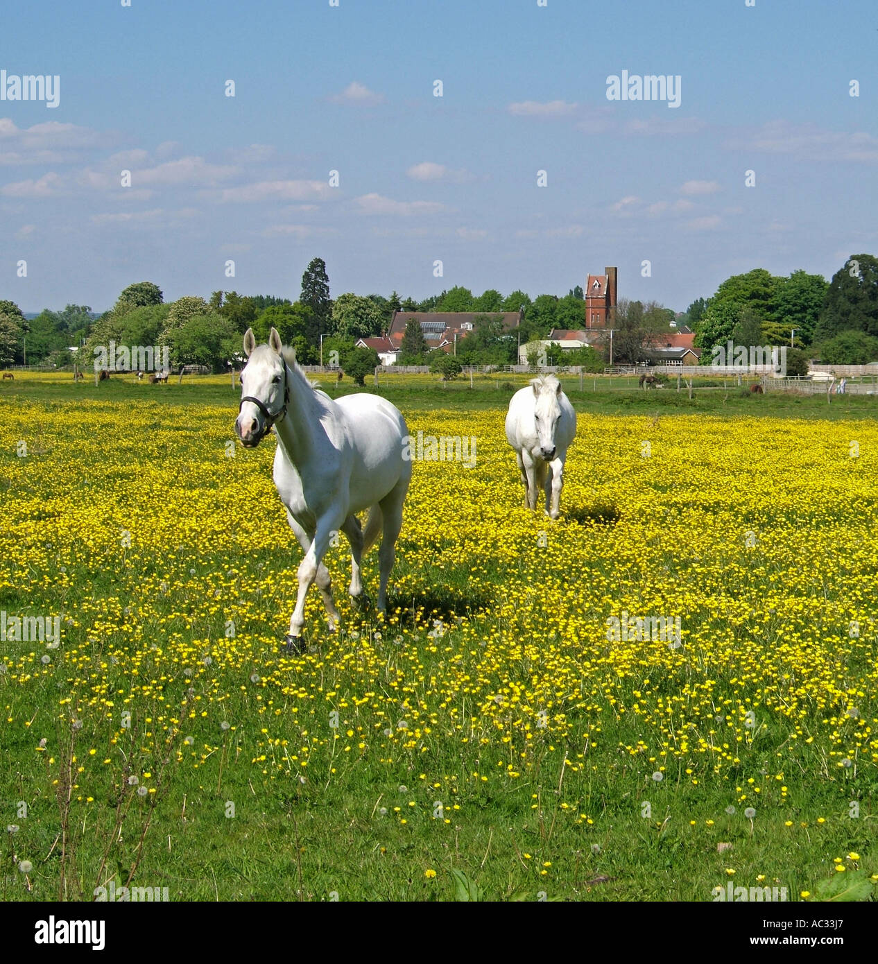 Two white horses hi-res stock photography and images - Alamy