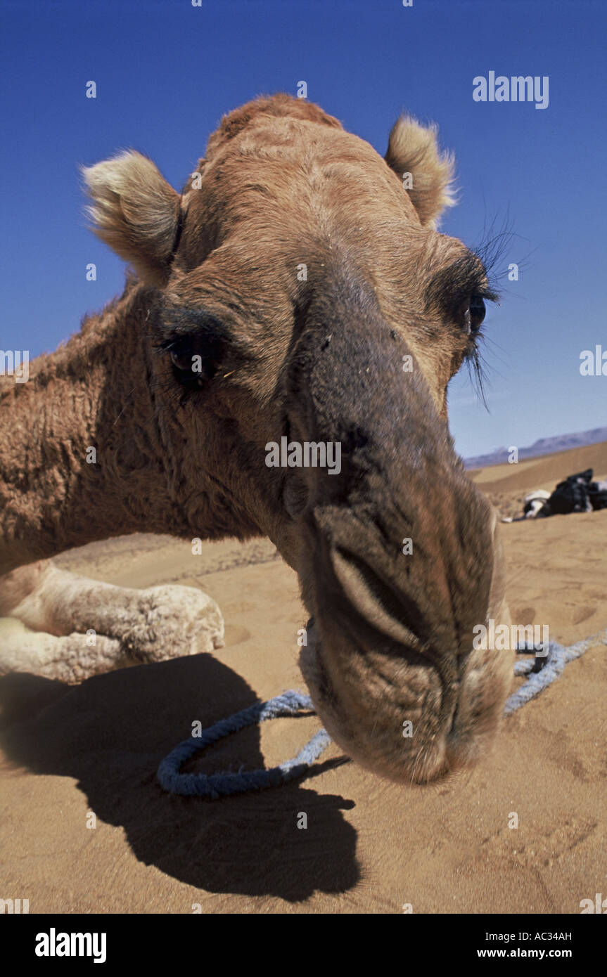 dromedary, one-humped camel (Camelus dromedarius), deep look into the ...