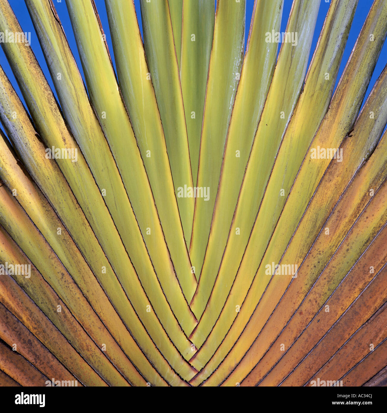 traveller's tree (Ravenala madagascariensis), Leaf of the tree of the ...