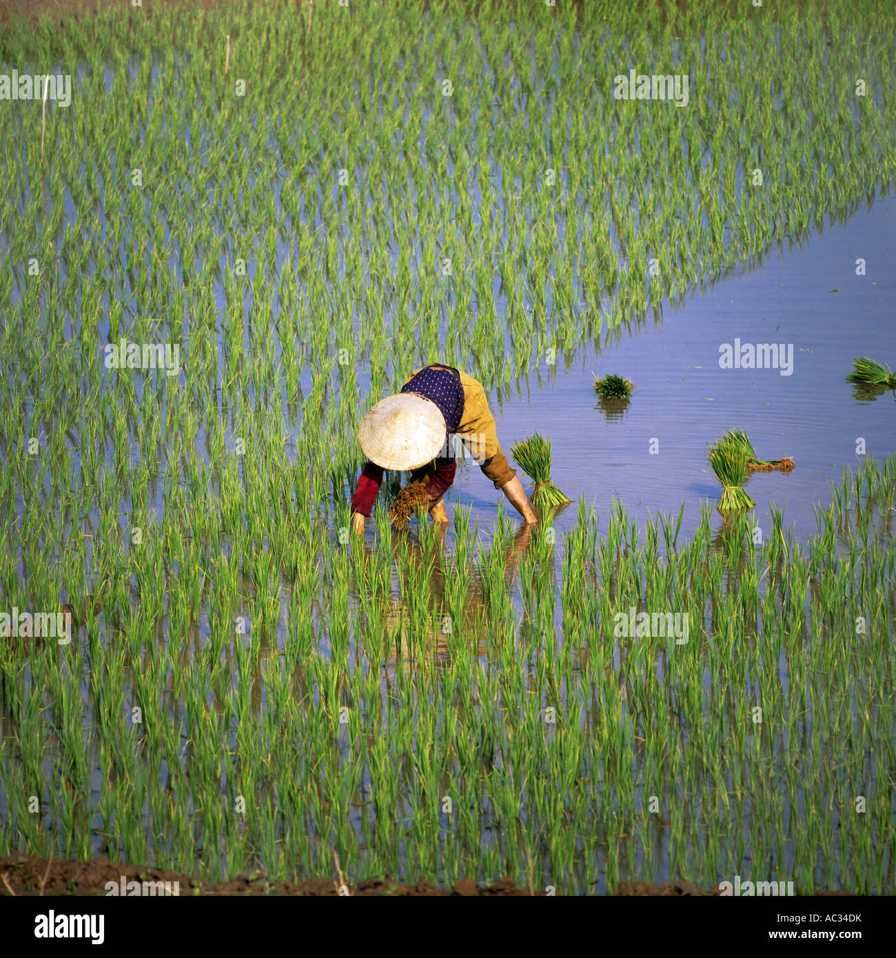 common rice (Oryza sativa), Vietnamese woman planting rice, Vietnam ...