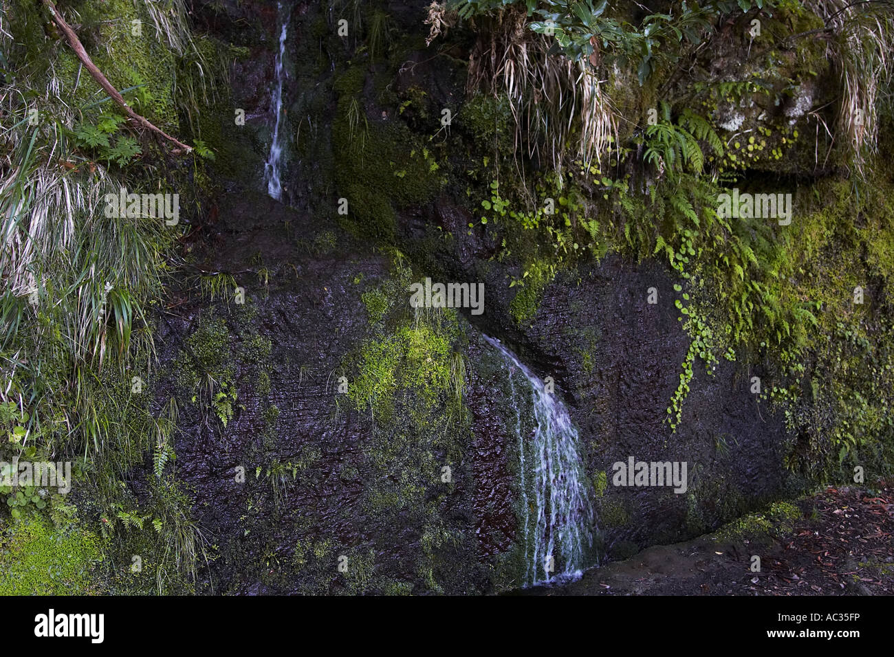 Levada do Risco, Paula Da Serra, Portugal, Madeira Hochebene Stock ...