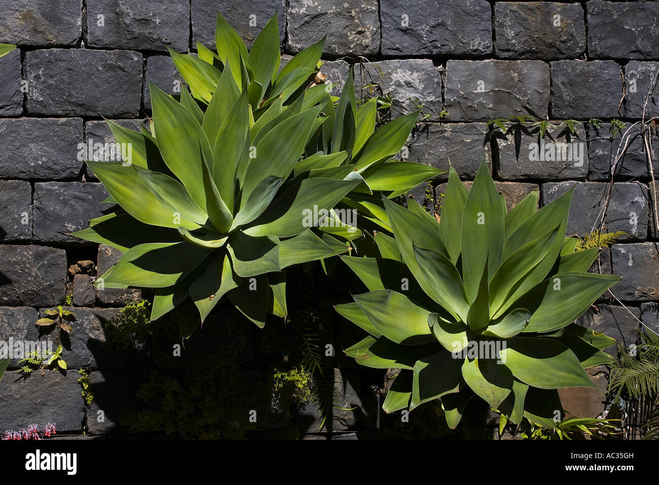 fox tail agave, spineless century plant (Agave attenuata), in the ...