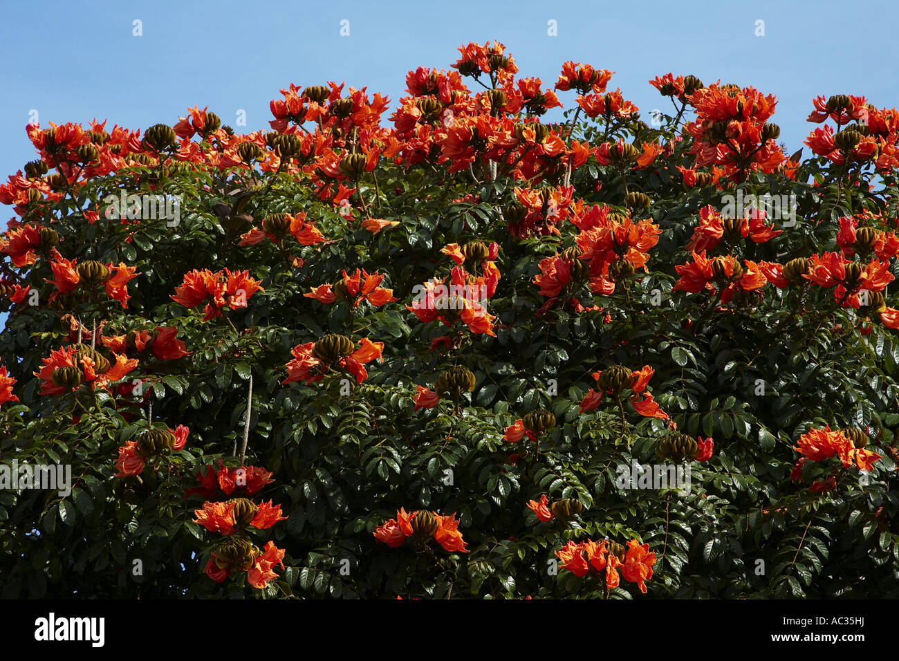 flame tree (Spathodea campanulata), flowering, Portugal, Madeira ...