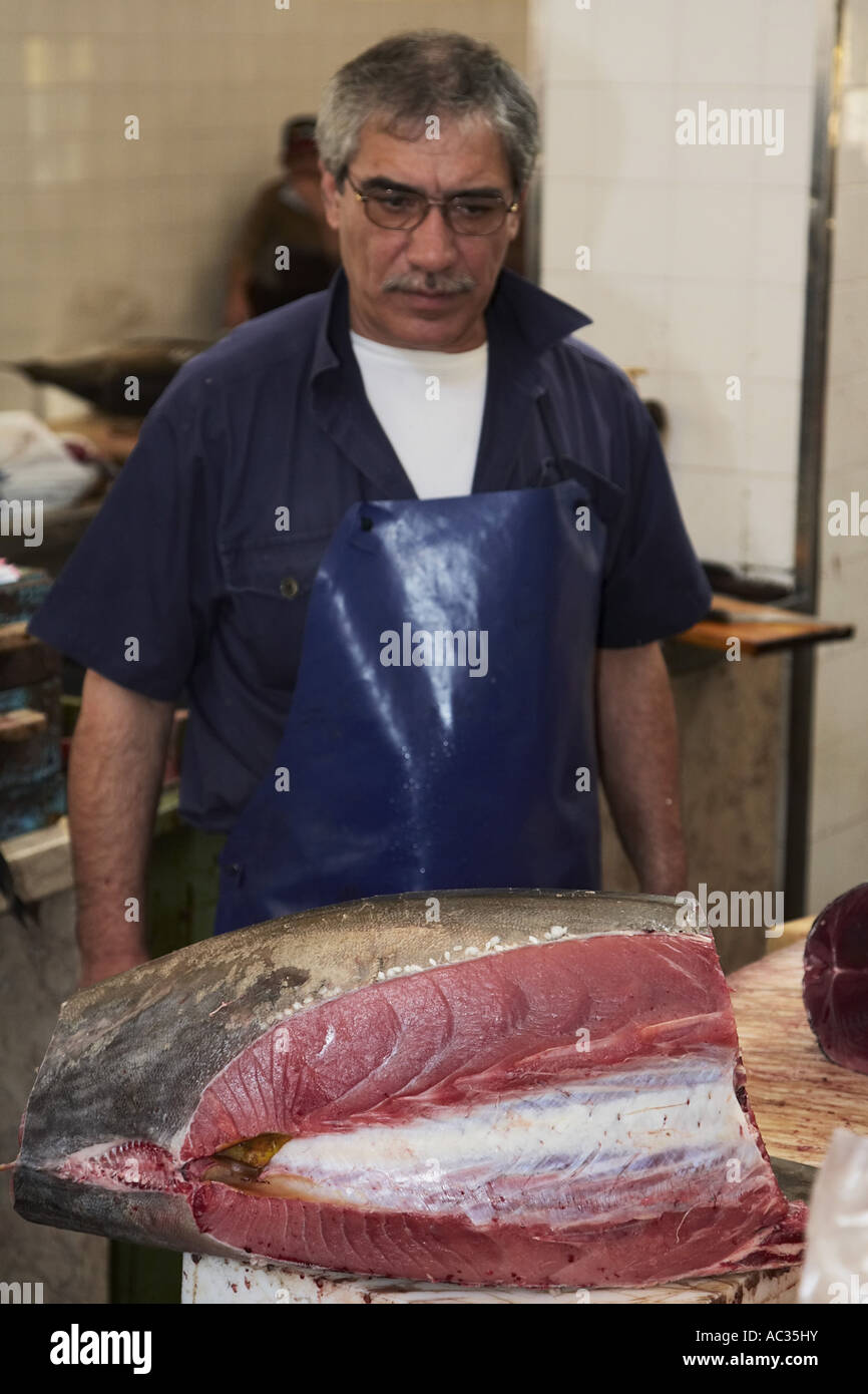 tunny, blue-fin tuna, blue-finned tuna, northern bluefin tuna (Thunnus ...