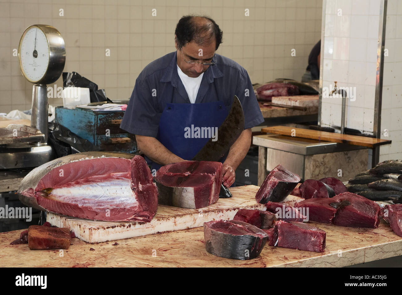 tunny, blue-fin tuna, blue-finned tuna, northern bluefin tuna (Thunnus ...