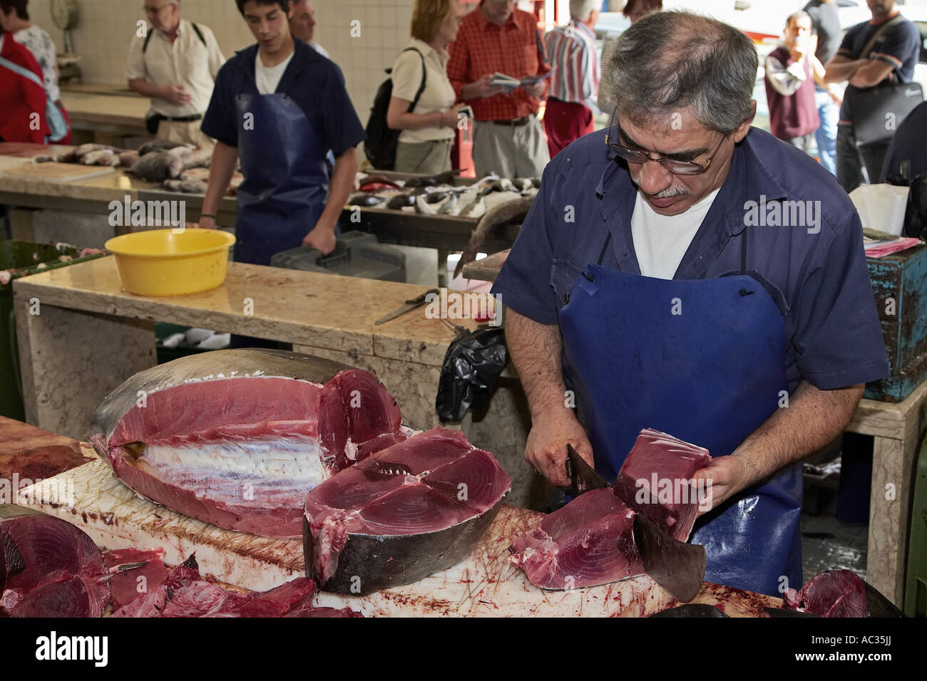 tunny, blue-fin tuna, blue-finned tuna, northern bluefin tuna (Thunnus ...
