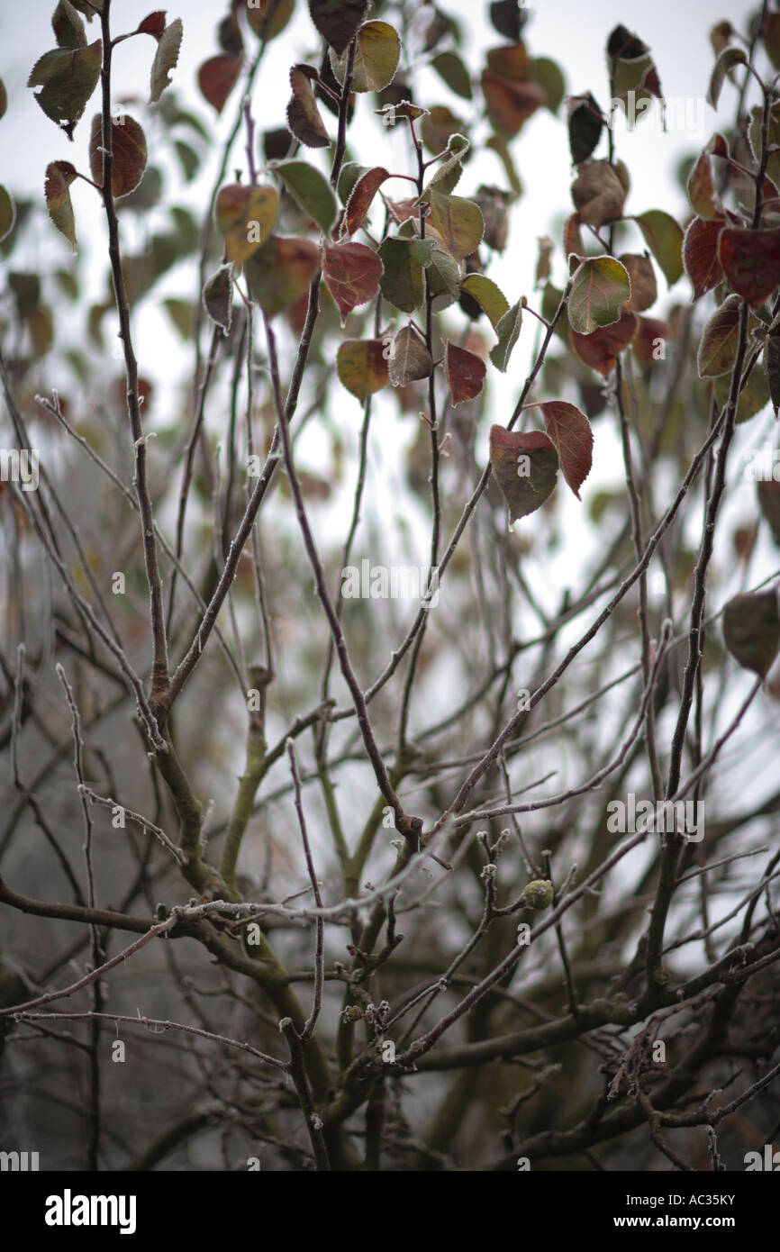 Cooking apple tree, early winter. UK Stock Photo - Alamy