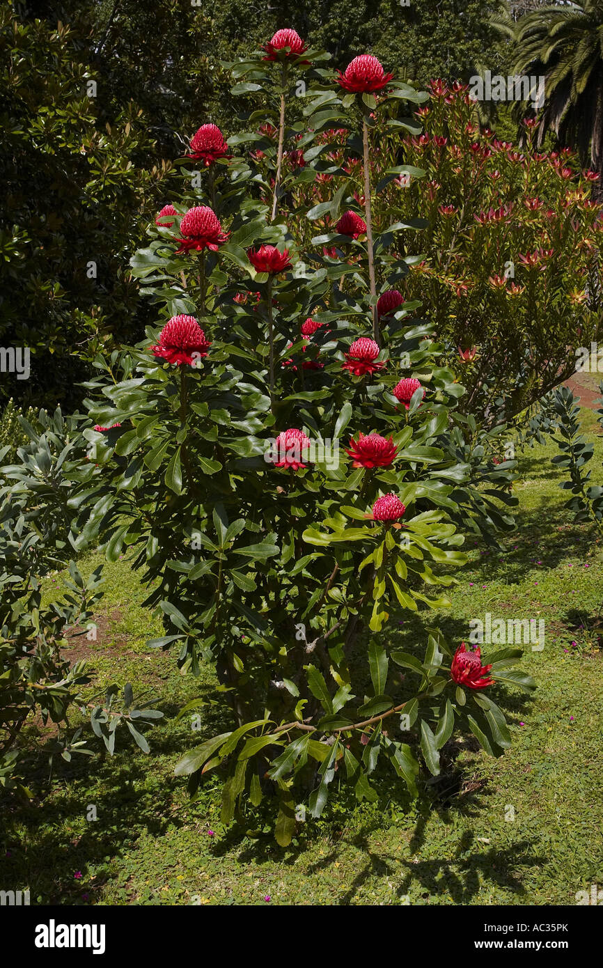 waratah (Telopea speciosissima), in a garden, Portugal Stock Photo - Alamy