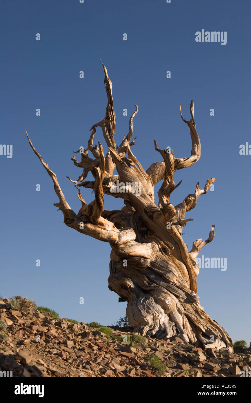 Ancient bristlecone pine tree (Pinus longaeva) at Schulman Grove, The ...
