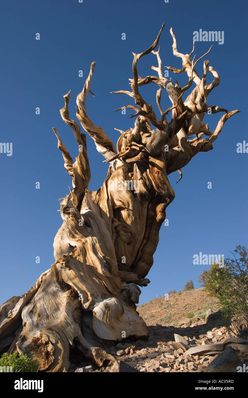 Ancient bristlecone pine tree (Pinus longaeva) at Schulman Grove, The ...