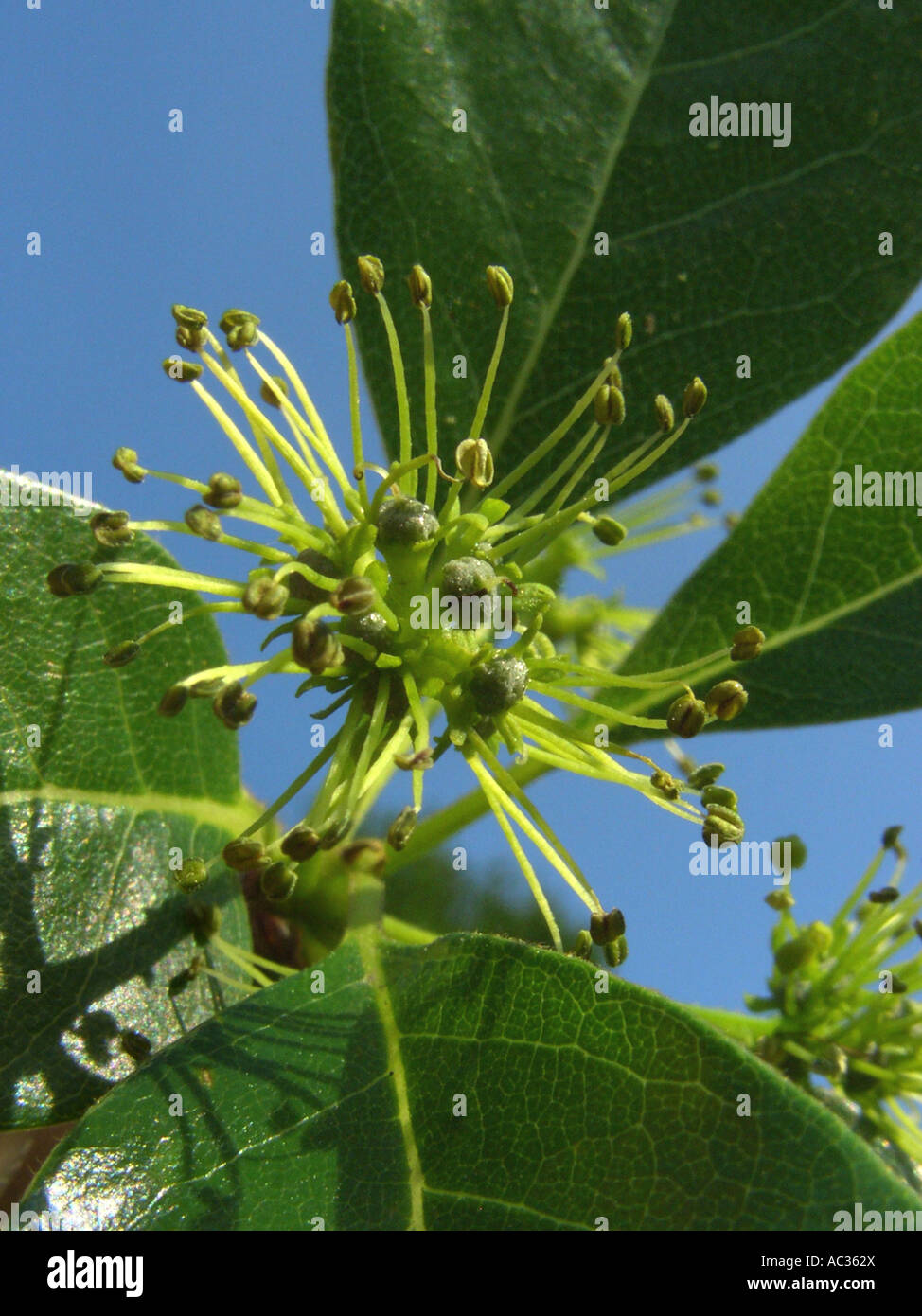 Black Gum Tree Flowers