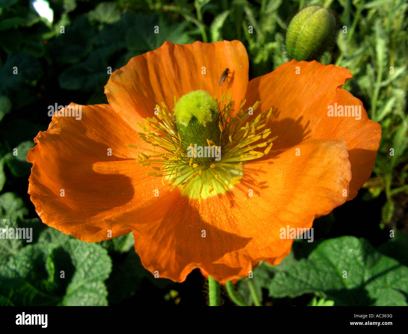 Alaskan poppy, Iceland poppy (Papaver nudicaule), flower Stock Photo ...