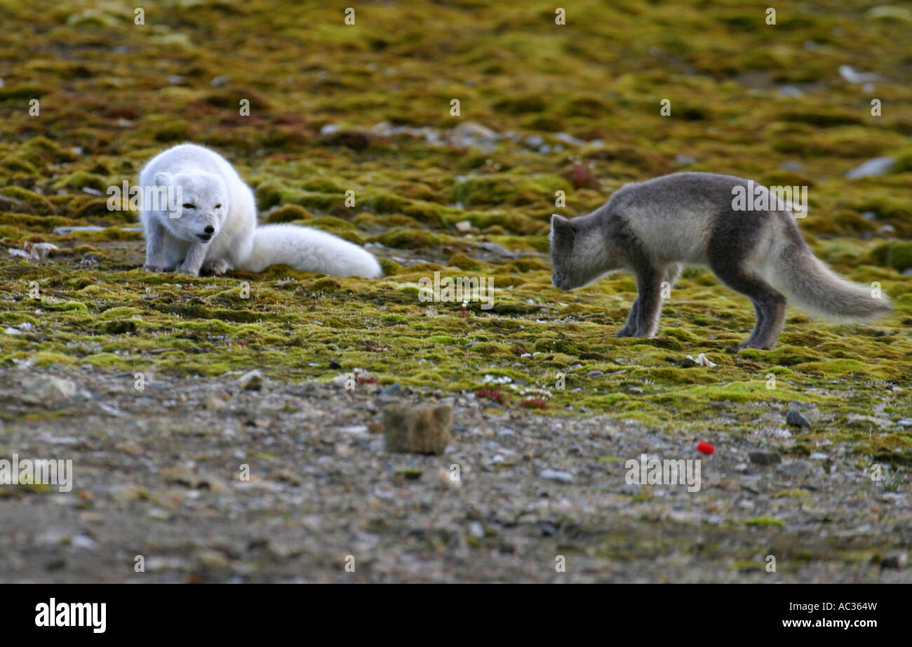 arctic fox, polar fox (Alopex lagopus, Vulpes lagopus), playing animals ...
