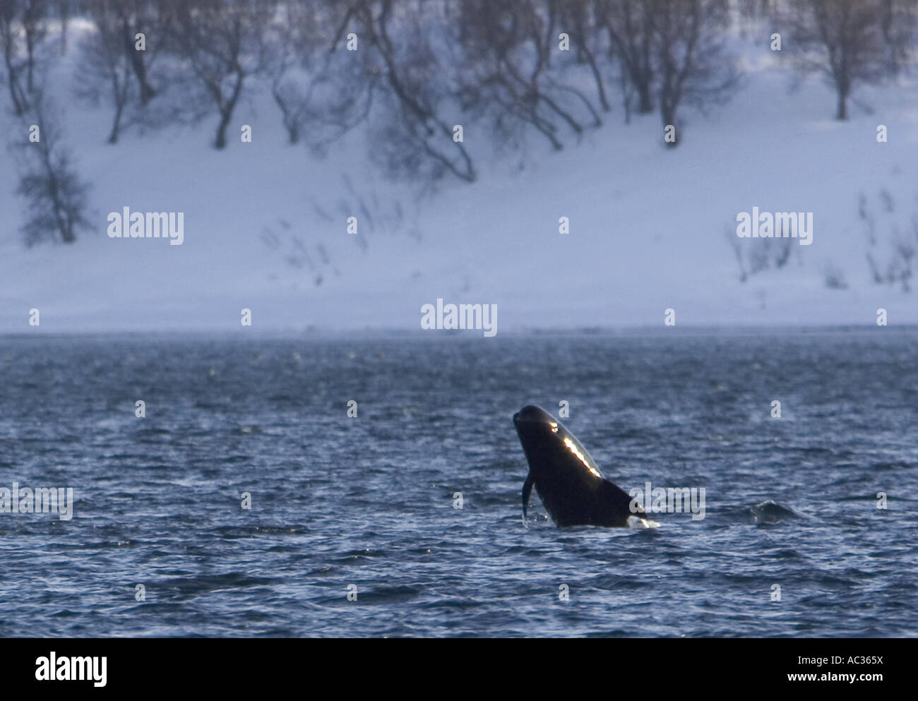 long-finned pilot whale, pothead whale, caaing whale, longfin pilot ...