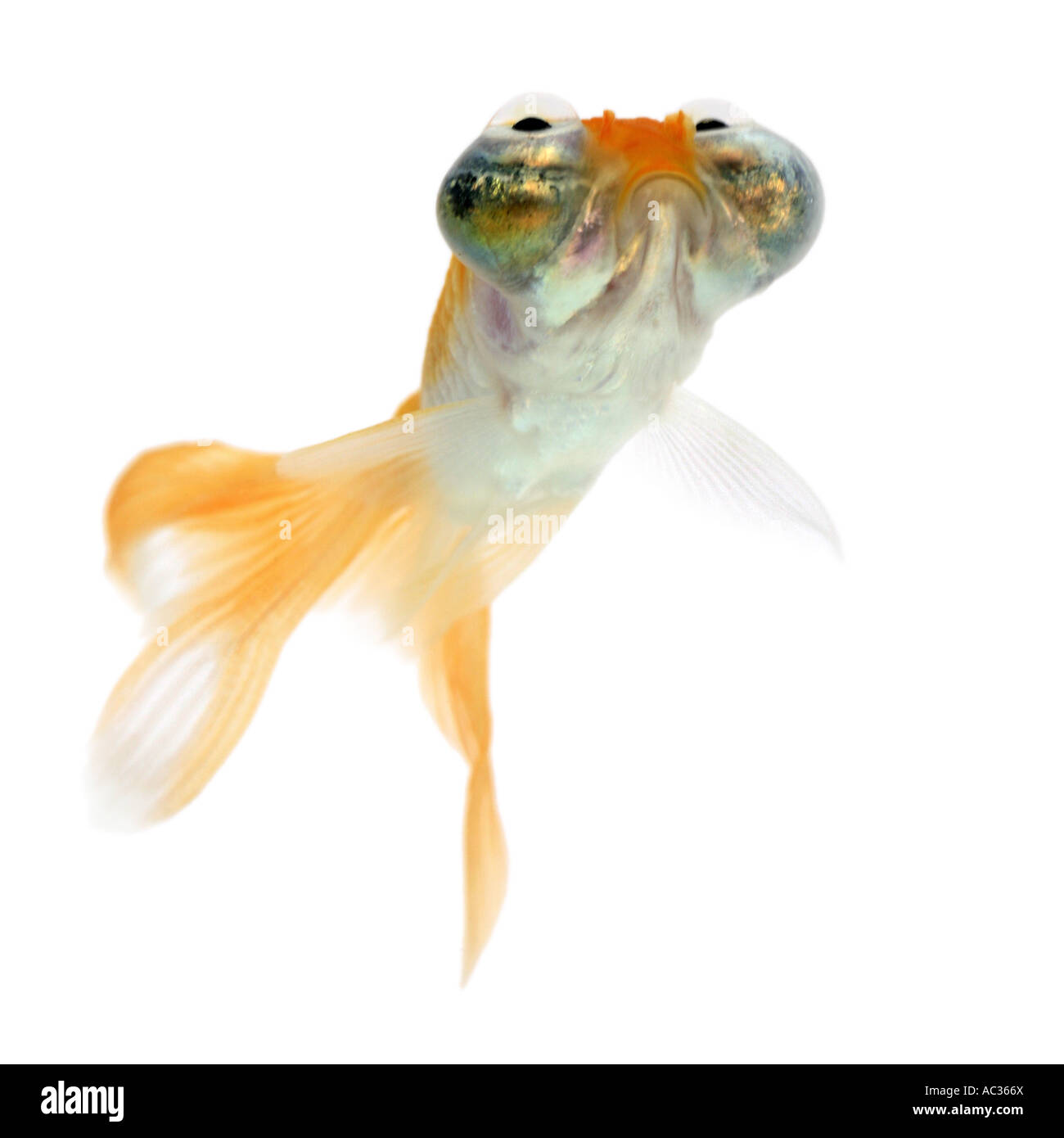 goldfish, common carp, celestial eye goldfish, Celestial, Chotegan ...