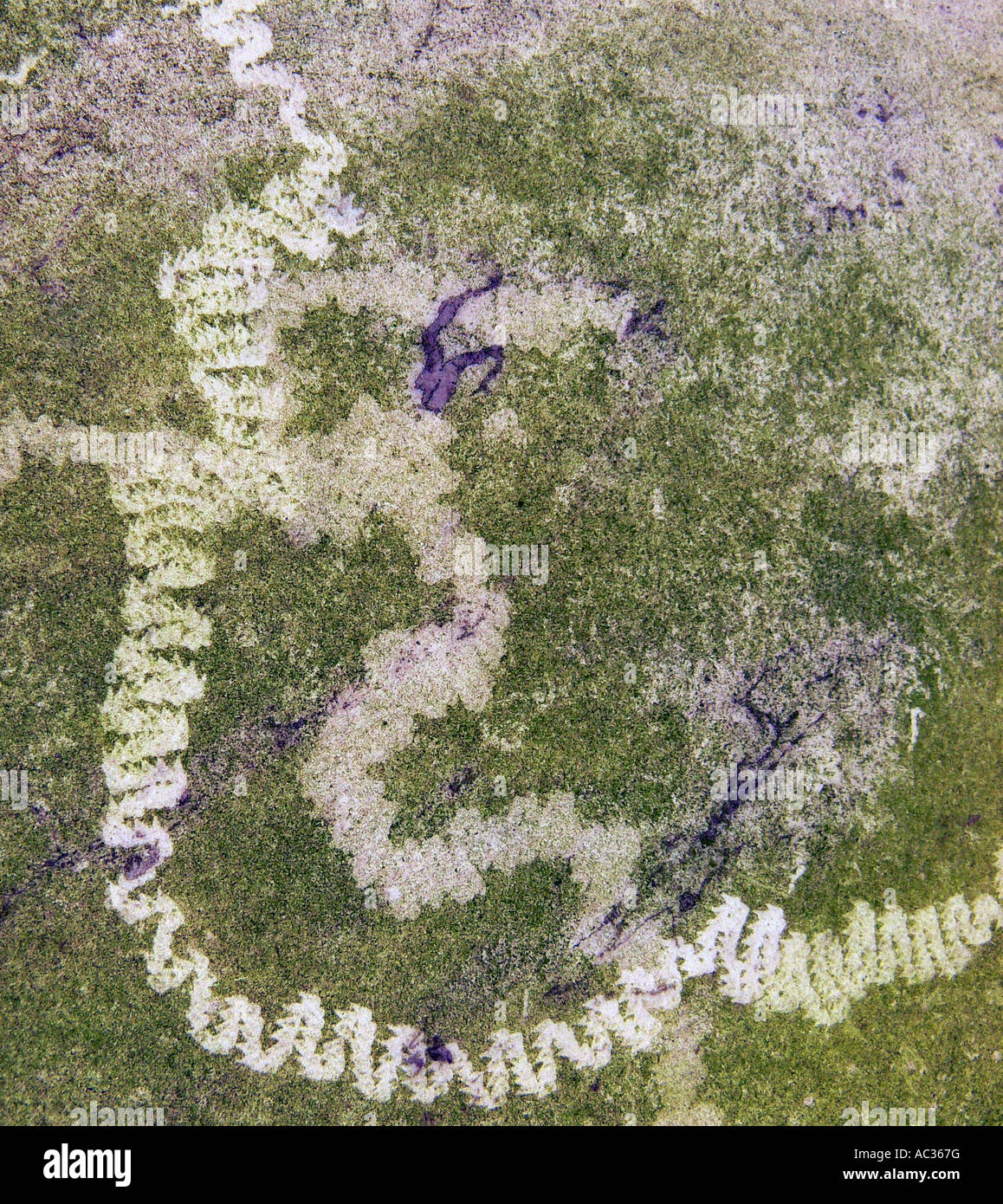 grazing trace of a snail on a gravestone, Germany, Hamburg Stock Photo ...