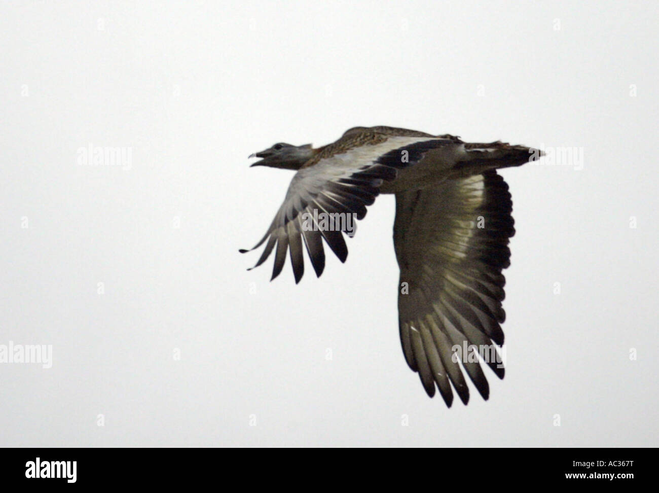 Heaviest flying bird species hi-res stock photography and images - Alamy