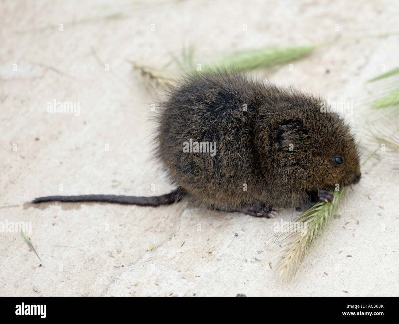 Southern water vole hi-res stock photography and images - Alamy
