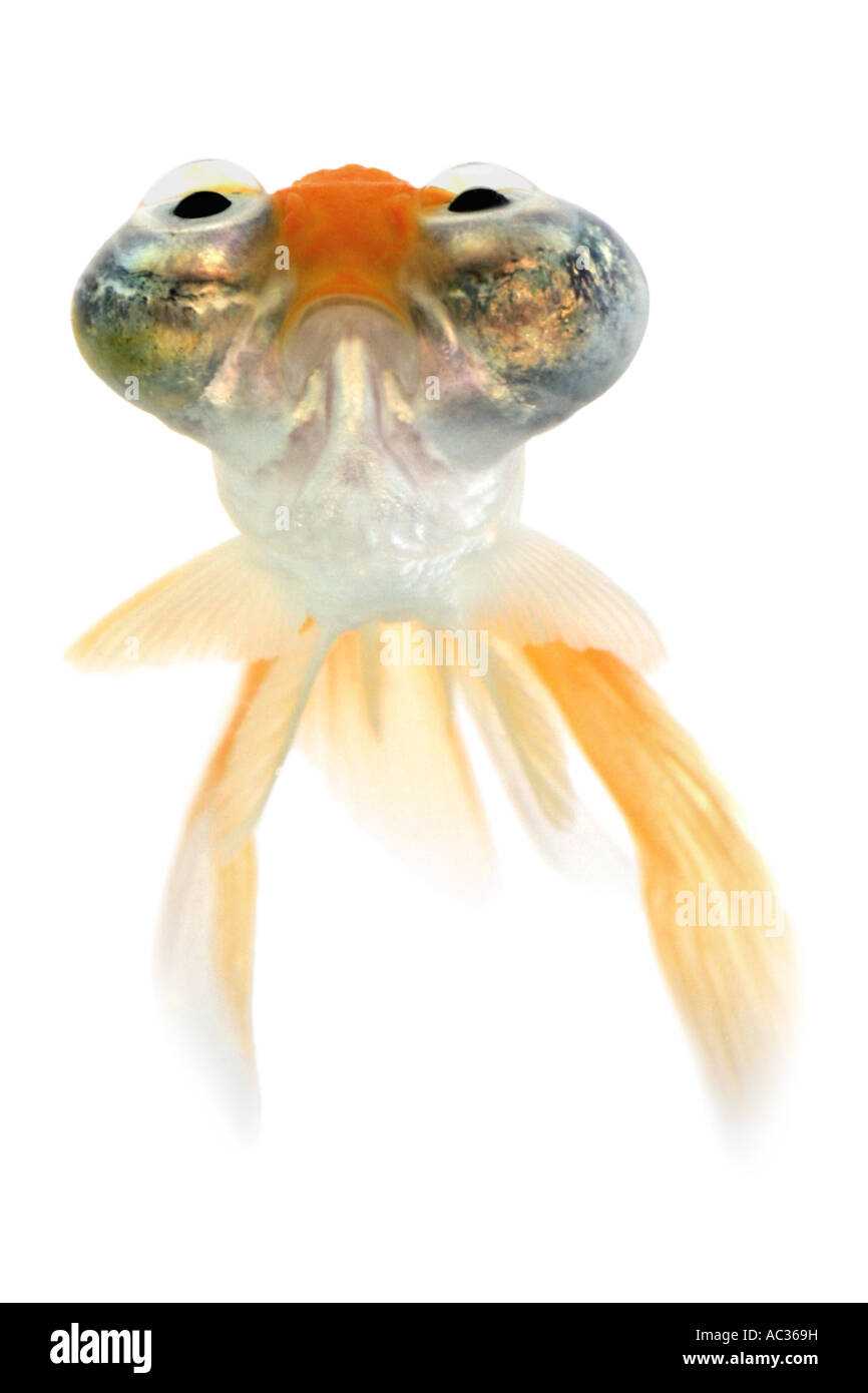 goldfish, common carp, celestial eye goldfish, Celestial, Chotegan ...