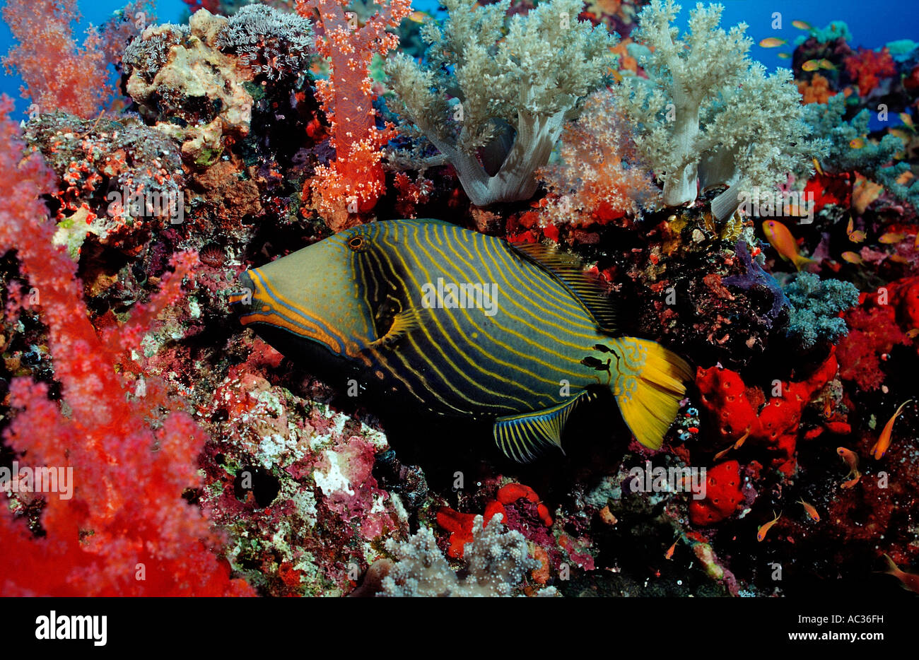 Orangestriped triggerfish Balistapus undulatus Sudan Africa Red Sea Stock Photo - Alamy