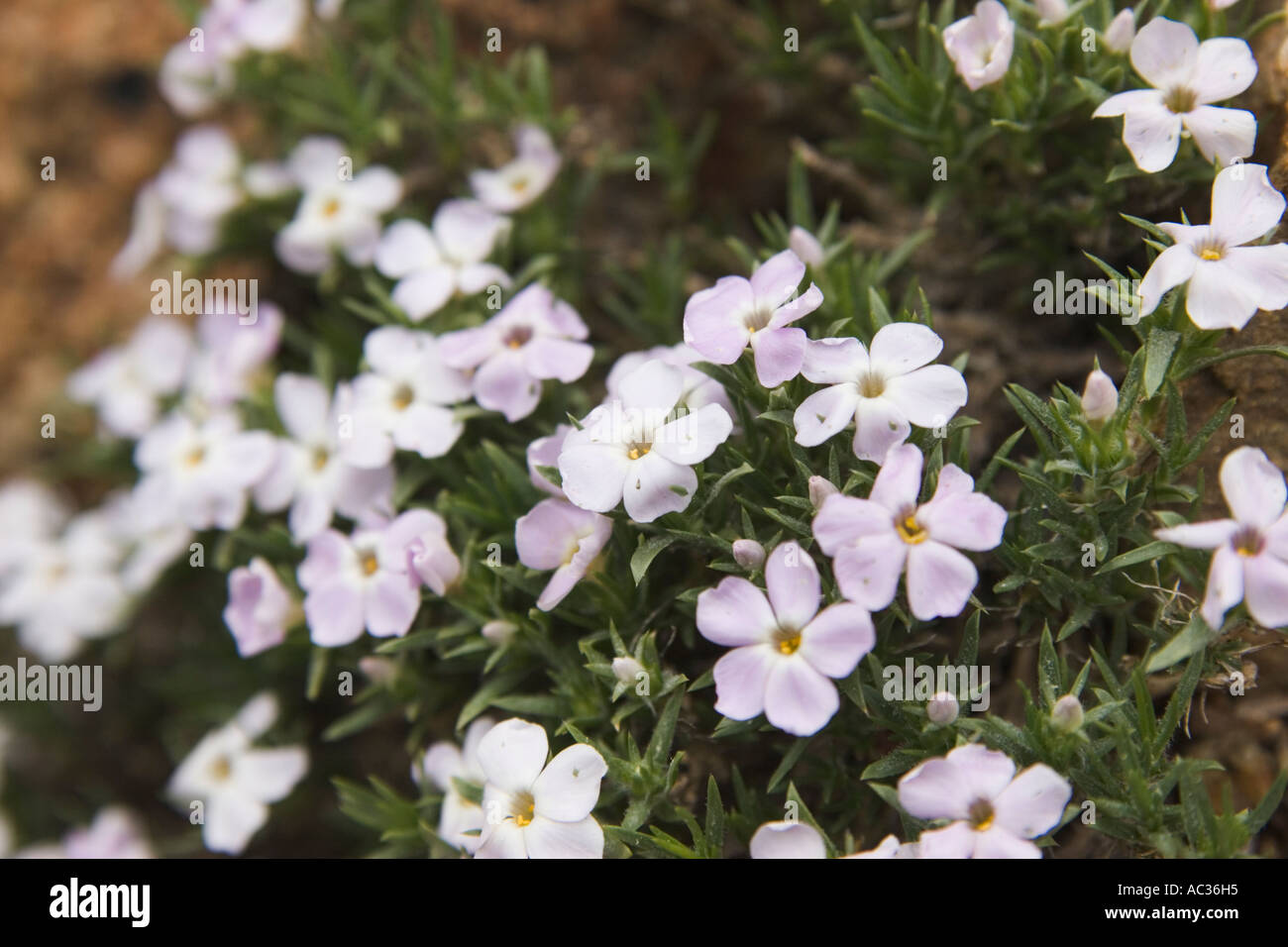 Spreading phlox (Phlox diffusa) flowers at High Emigrant Lake, Emigrant ...