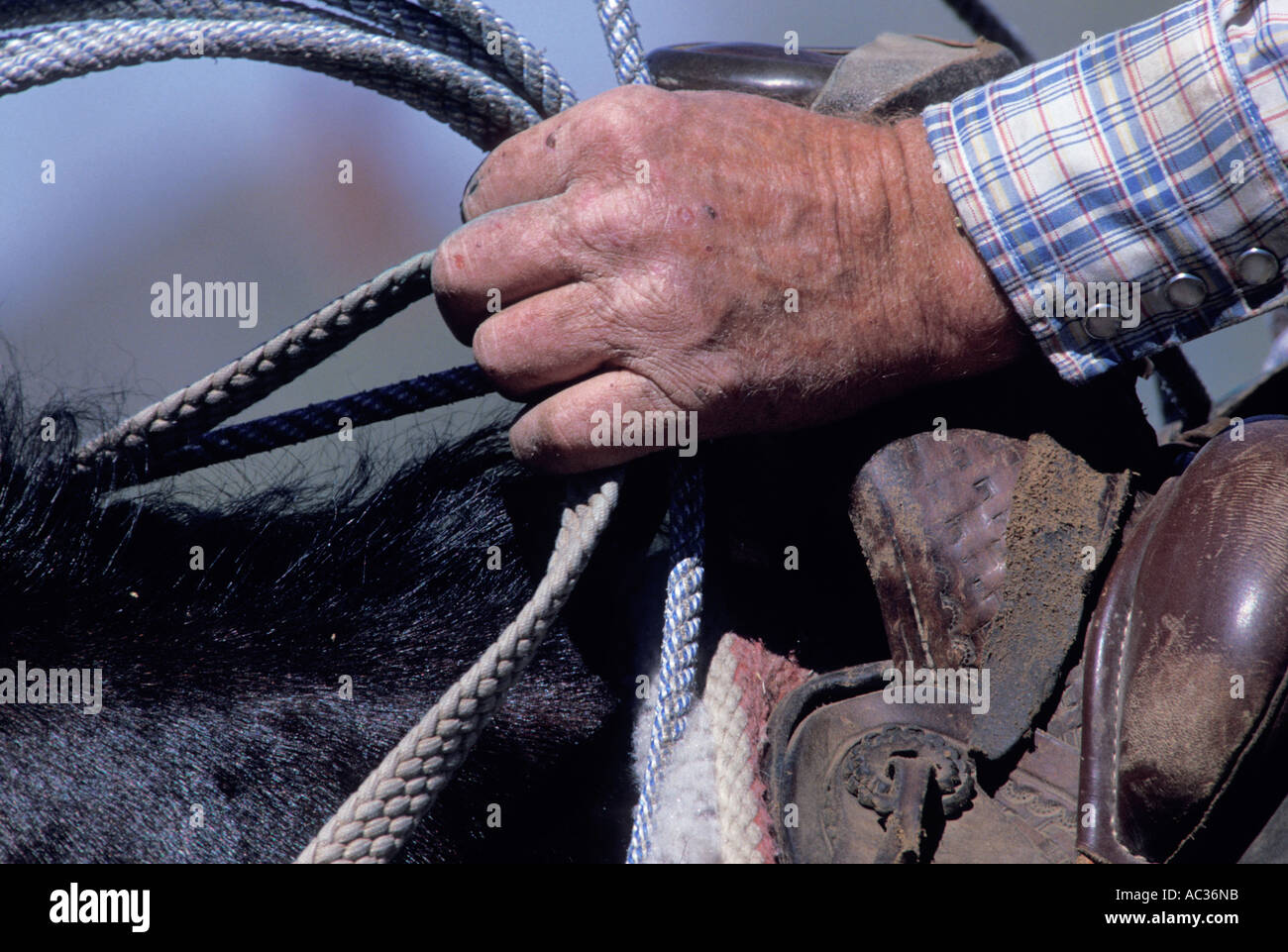 Holding Horse By Reins High Resolution Stock Photography and Images - Alamy