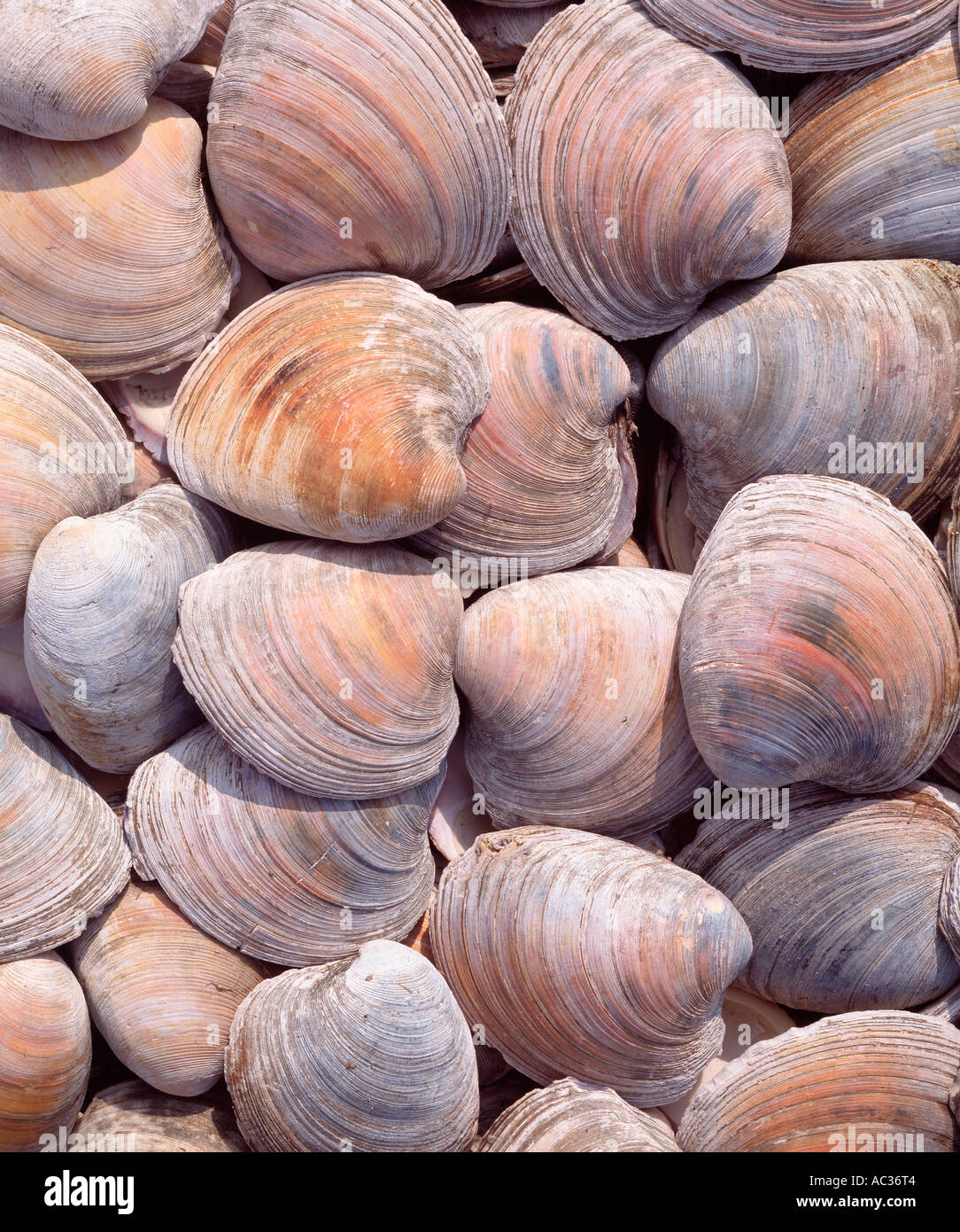 Clamshells hi-res stock photography and images - Alamy