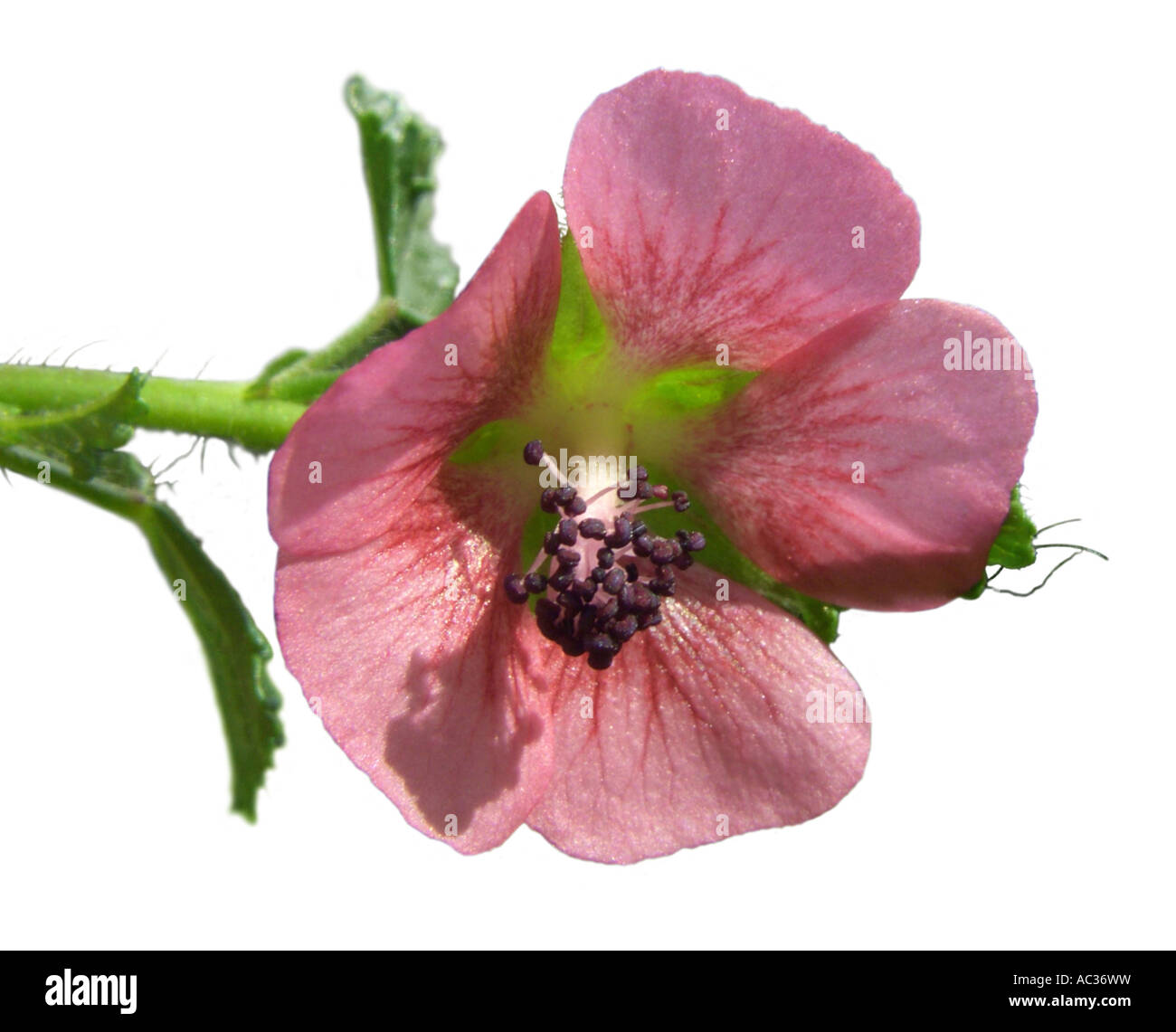 Anisodontea High Resolution Stock Photography and Images - Alamy