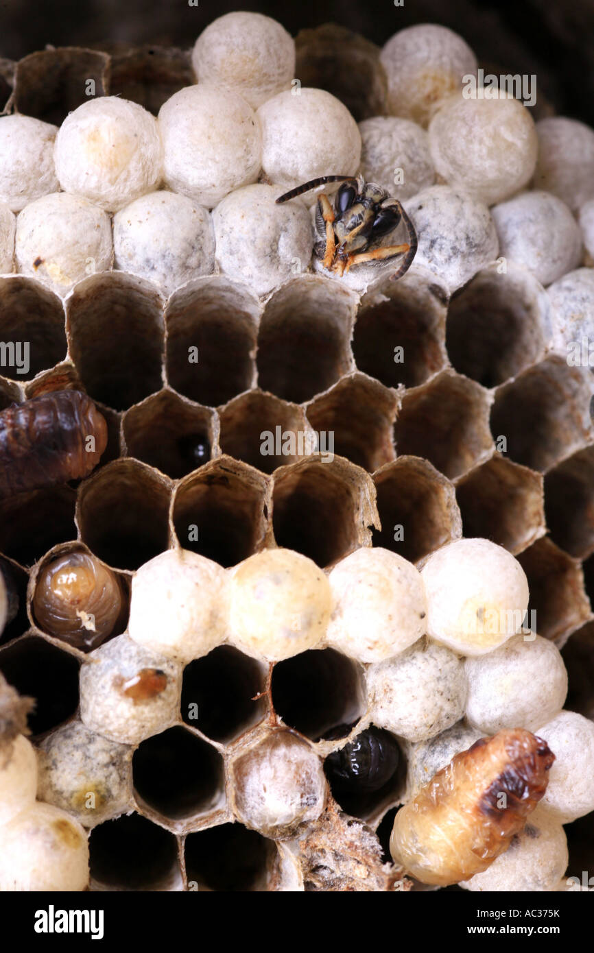 Saxon wasp (Dolichovespula saxonica), combs with larvae, cocoons and ...