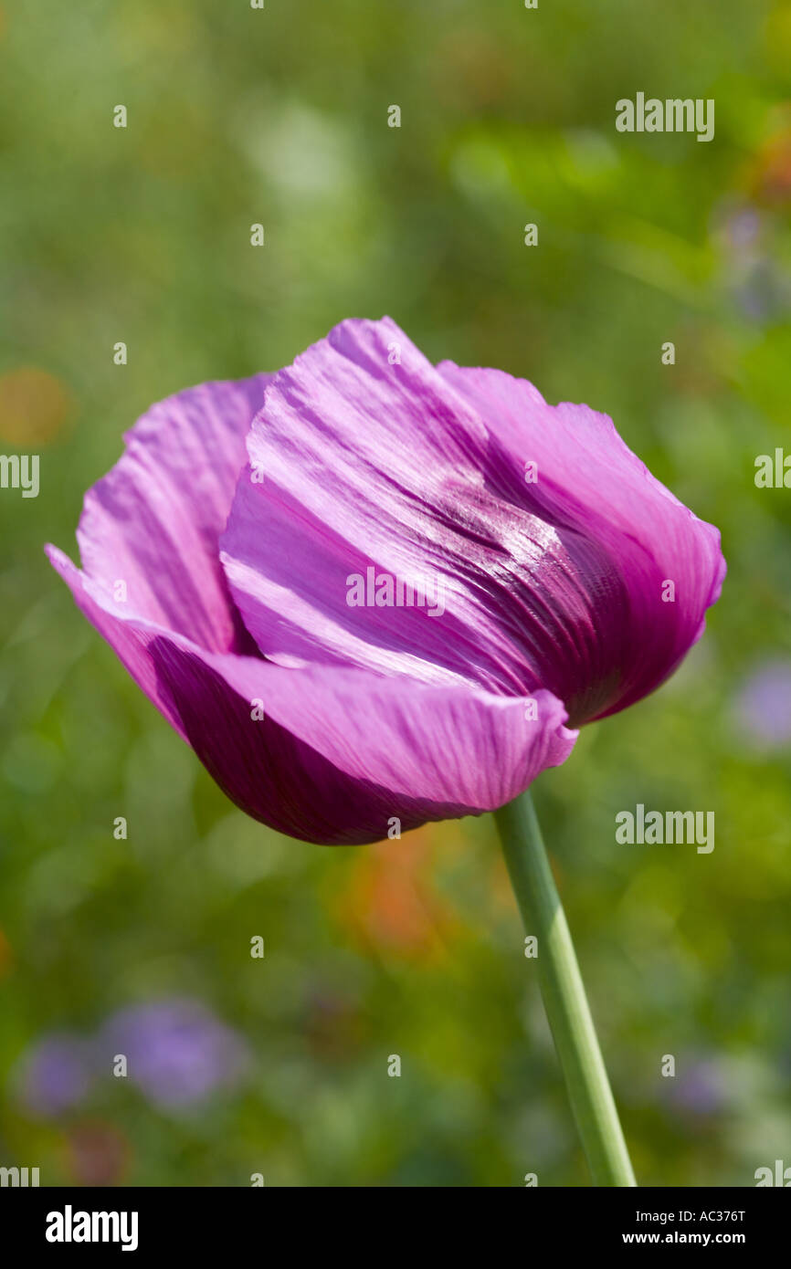 opium poppy (Papaver somniferum), flower Stock Photo - Alamy